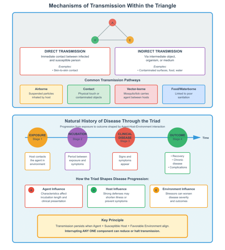 The Epidemiological Triangle Explained: Understanding the ...